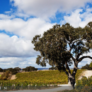 Kim and Aaron | Meridian Winery Wedding | Paso Robles, CA – Fresno and ...